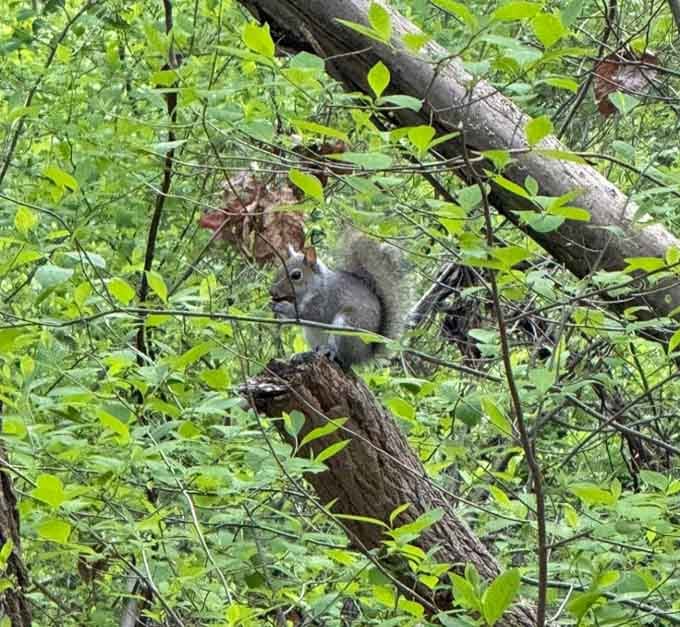 Local wildlife keeps watch along the trail, probably wondering why humans work so hard for fun.
