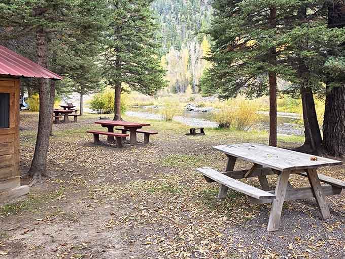 Ponderosa Campground offers picnic tables and towering trees, the kind of setting where s'mores taste better than anywhere else.