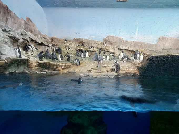 Penguins gathered like they're attending the world's most formal pool party, tuxedos and all included.