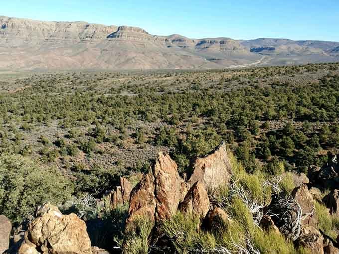 From above, the forest sprawls like nature's own abstract painting across the high desert canvas.