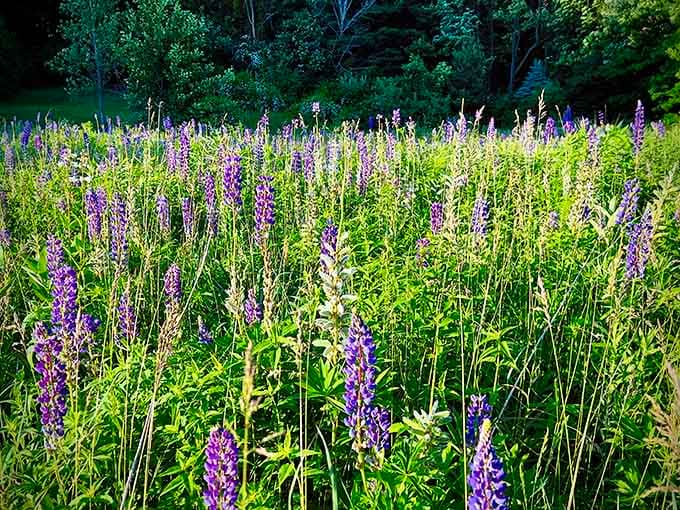 Purple lupines blooming wild and free, creating a meadow scene straight out of a romance novel cover.