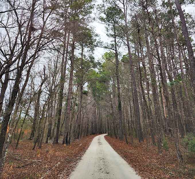 The entrance road stretches ahead like an invitation, promising discoveries around every curve through these towering sentinels.