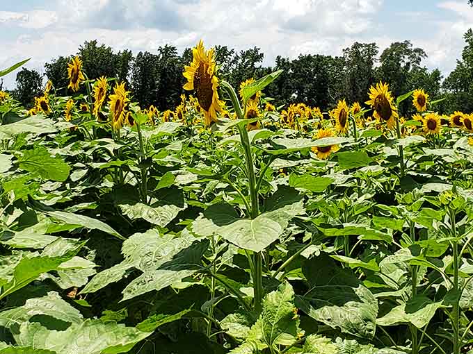 Side view shows these botanical giants reaching skyward, chasing light like they've got somewhere important to be.