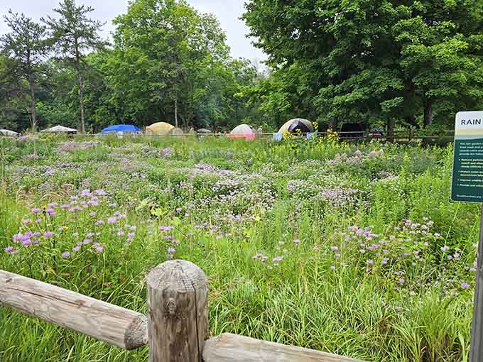 Native wildflowers bloom in organized chaos, attracting butterflies and Instagram photographers in equal measure throughout summer.
