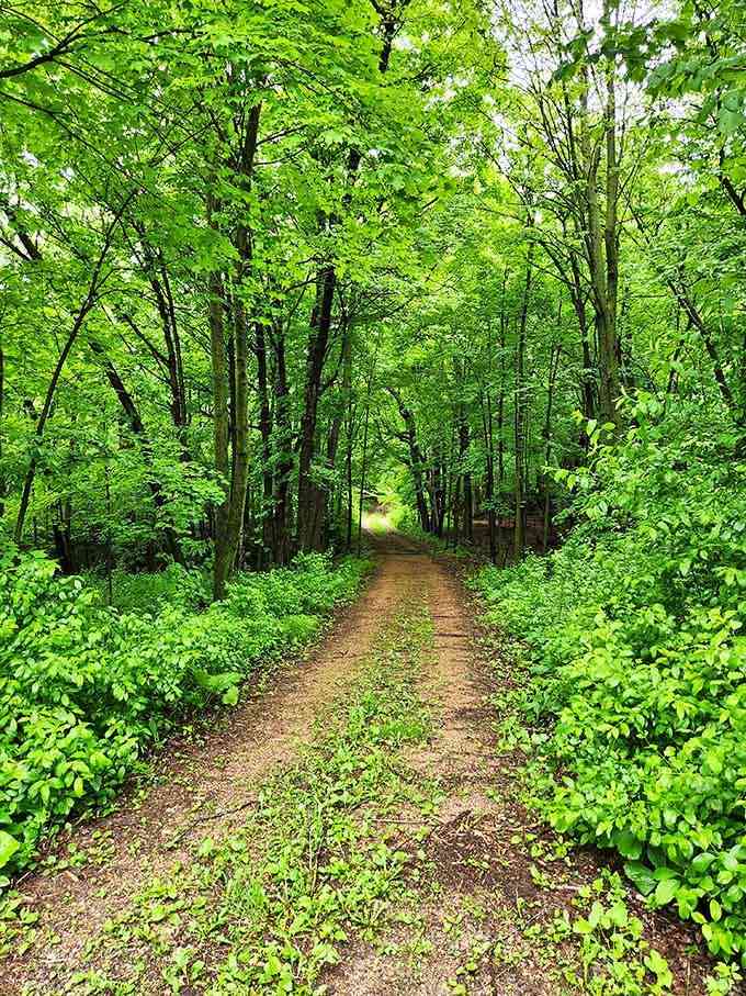 Hiking trails canopied by trees that provide shade in summer and a cathedral-like atmosphere that makes walking feel almost spiritual.