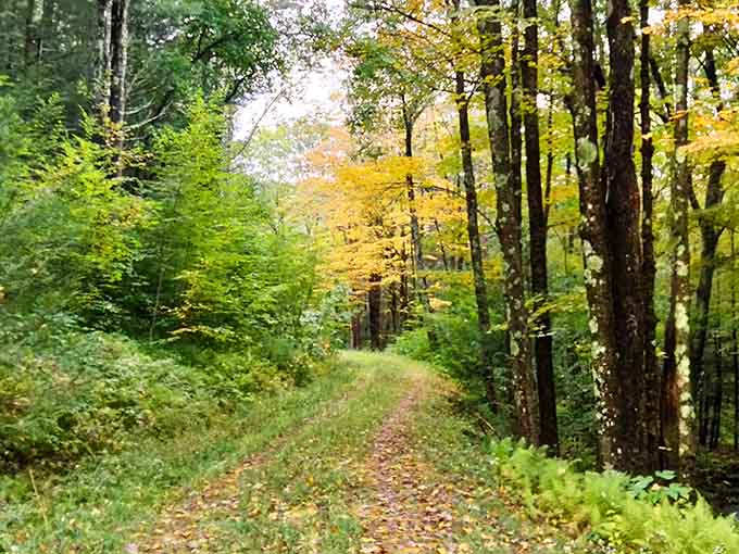 Autumn trails carpeted in leaves make every walk feel like you're starring in your own nature documentary.