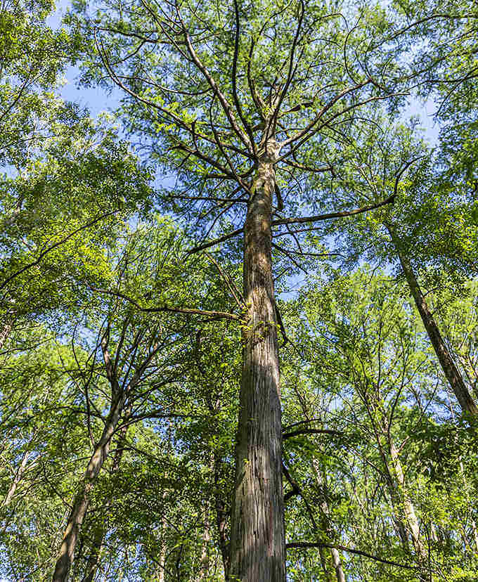 Looking up at these towering giants makes you realize how small your daily problems really are.