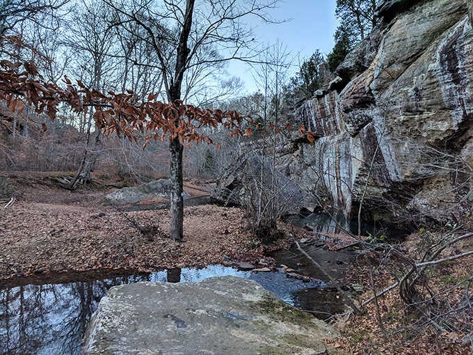 Winter reveals the bones of this landscape, proving Bell Smith Springs earns its beauty in every single season.