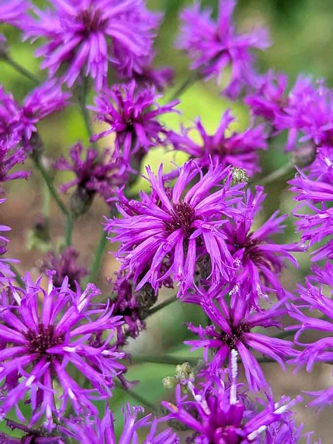Purple wildflowers add pops of color to the landscape like nature's own confetti celebrating your visit.