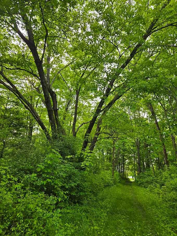The canopy overhead filters sunlight into a green glow, creating that magical atmosphere you thought only existed in fantasy films.