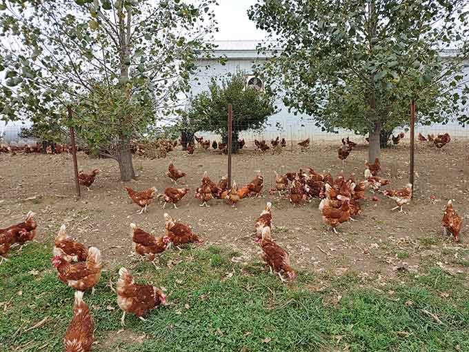 Free-range chickens roam apple orchards, living their best lives while producing genuinely superior eggs daily.