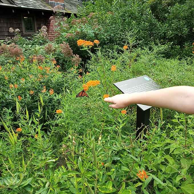 Butterfly-friendly native plants demonstrate how your own yard could become a miniature wildlife sanctuary with proper planning.