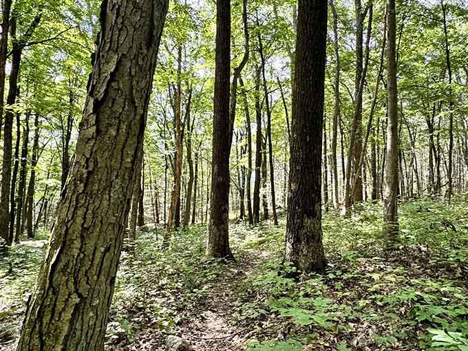 Towering trees create nature's cathedral, where silence speaks louder than any sermon ever could.