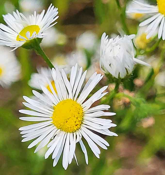 Delicate daisies proving that not every star attraction needs to be ten feet tall and golden.