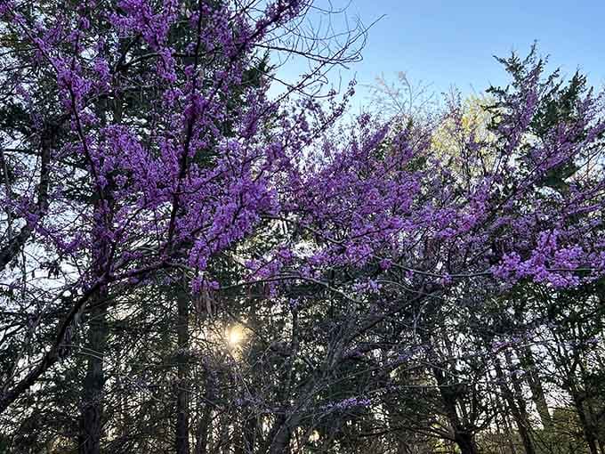 Spring blooms add splashes of purple magic, because even islands deserve their moment to show off.