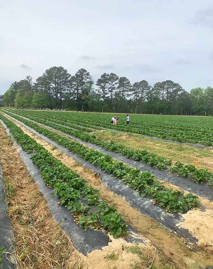 Miles of green stretching across the landscape, proof that good things really do come in rows.