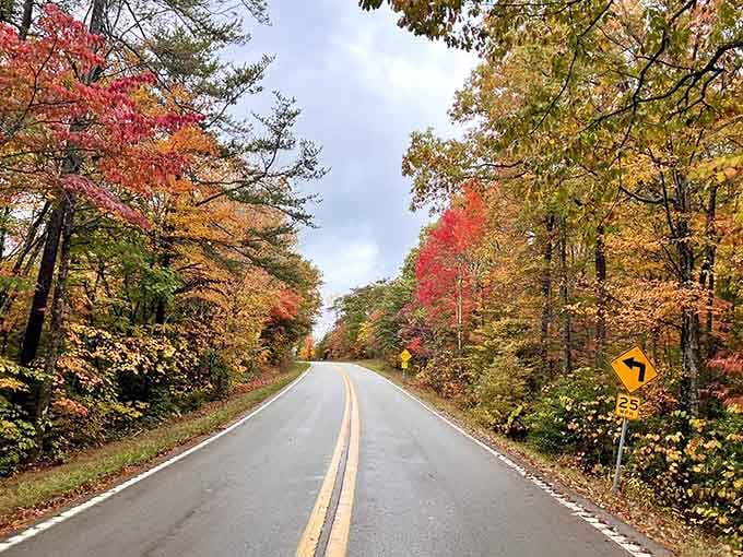 The scenic drive through Daniel Boone National Forest serves as the perfect appetizer before the main waterfall course.