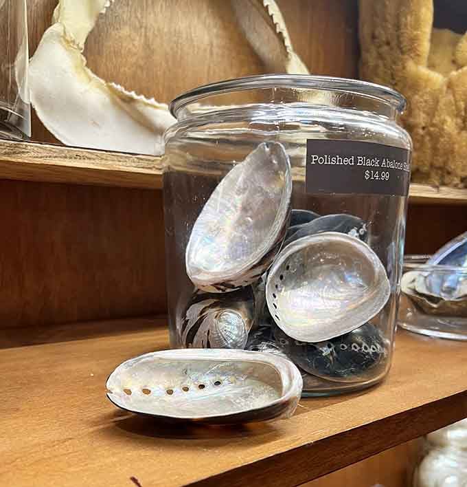 These polished abalone shells catch light like ocean waves frozen in time and available for purchase.
