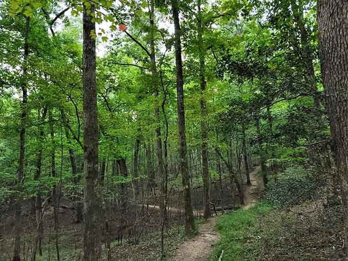 The forest trails wind through dense hardwoods, perfect for those who suddenly feel inspired to actually walk somewhere.