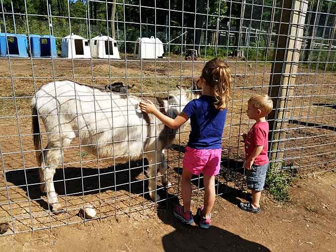 Hand-feeding friendly farm animals turns even the most screen-addicted kids into enthusiastic wildlife enthusiasts for the day.