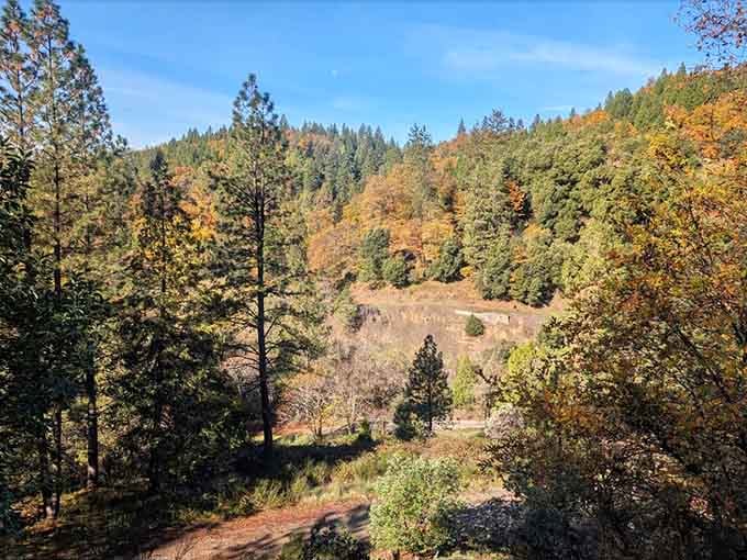 Fall colors transform the forest into something a painter would spend years trying to capture on canvas.