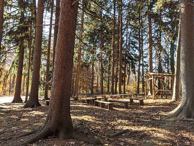 Perfect spot for a woodland picnic, assuming you don't mind your lunch guests being mostly squirrels and chipmunks.