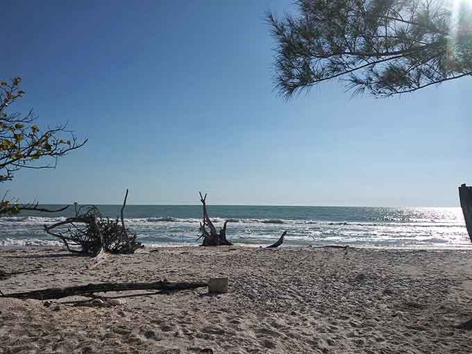 Driftwood sculptures created by Mother Nature, who apparently moonlights as an avant-garde artist on weekends.