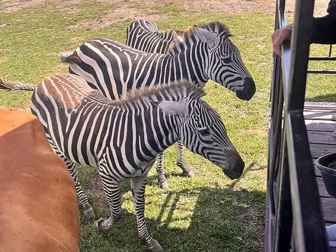 Those bold stripes up close are even more stunning than any nature documentary could capture, and they know exactly how photogenic they are.