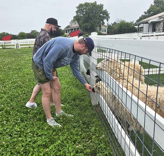 Reaching out to touch that woolly fleece is like petting a cloud that occasionally eats grass.