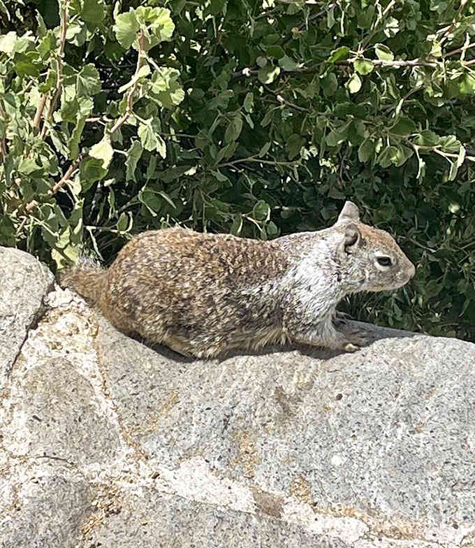 Even the wildlife knows this beach is special, posing like they're auditioning for nature documentaries.