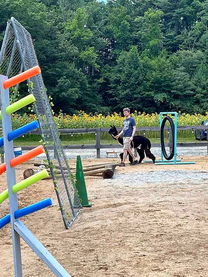 Yes, that's a llama navigating an obstacle course, proving these animals are far more athletic than your average couch potato.
