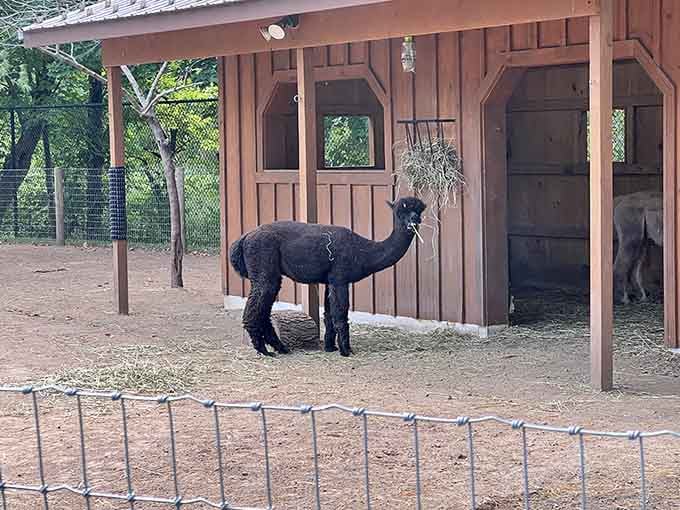 This alpaca's magnificent dark fleece and curious expression make it the zoo's unofficial welcoming committee member.