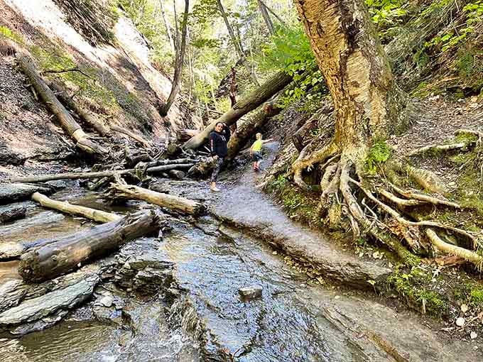 The creek crossing adds adventure to your journey, where exposed tree roots create nature's own obstacle course downward.