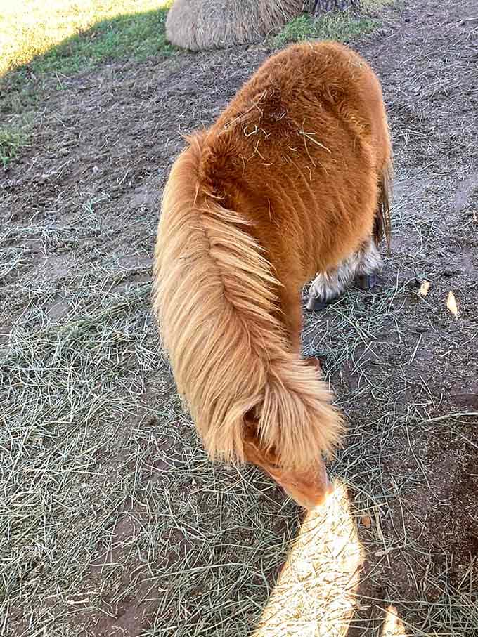 Even the ponies here have that Florida casual vibe, munching hay like they're at an all-you-can-eat buffet.