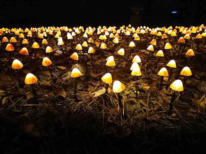 These glowing mushrooms create magic without requiring any actual magic, just really good lighting and imagination.