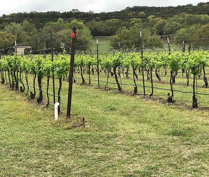 These meticulously tended vines are working overtime to produce your next favorite bottle.