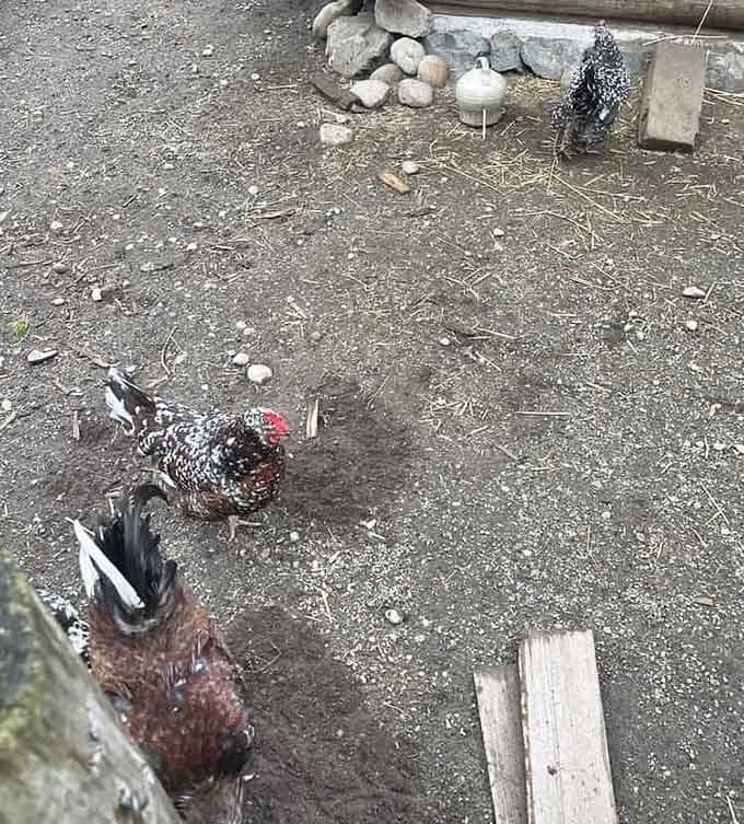 Heritage breed chickens strutting around like they own the place, because historically speaking, they kind of do.