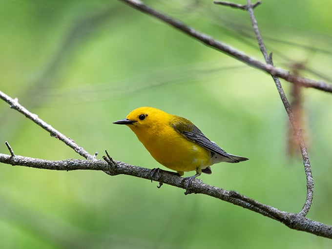 This little yellow beauty knows it's gorgeous and isn't afraid to show off those colors.