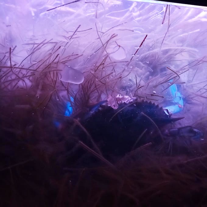 The underwater world gets its own light show, turning curious crabs into unexpected audience members below.