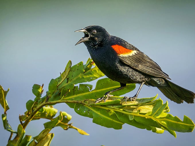 A red-winged blackbird announces its presence loudly, proving the smallest creatures often have the biggest personalities here.