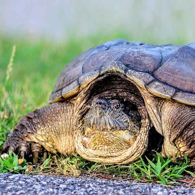 Even the turtles have found their happy place here, slowly making their way across paths like they own the joint.