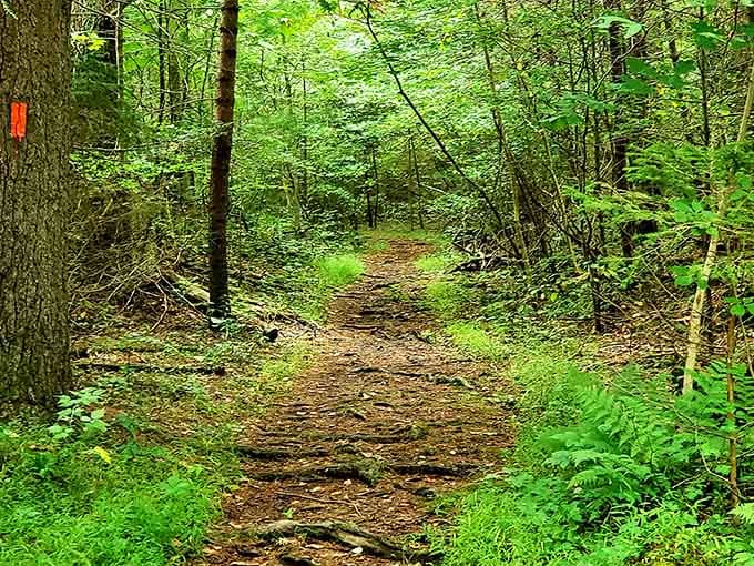 Forest trails wind through greenery so lush you'll wonder if Pennsylvania borrowed it from somewhere more tropical.