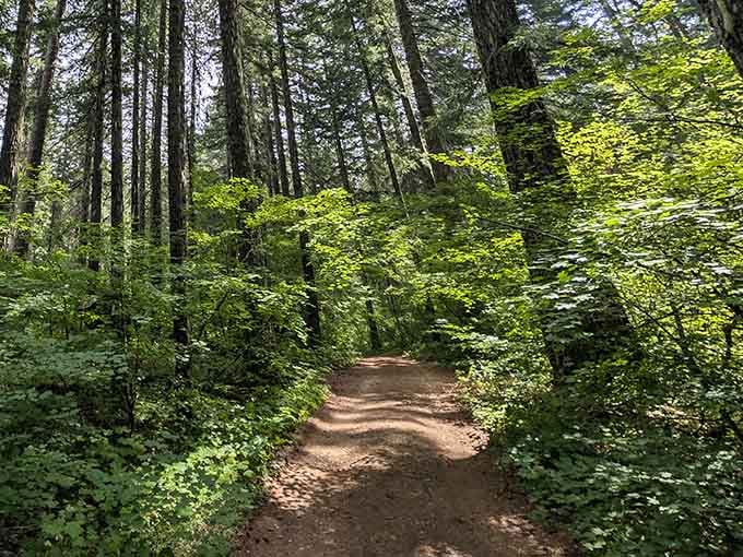 The forest path looks deceptively ordinary until you remember it leads to literal ice formations in summer heat.
