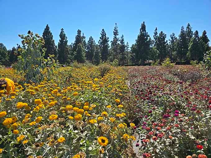 Beyond the sunflowers, other blooms create a rainbow of color, reminding you this farm takes its floral diversity seriously year-round.