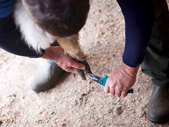 Ranch care includes regular hoof trimming, proving that even alpacas need the occasional spa day to stay fabulous.