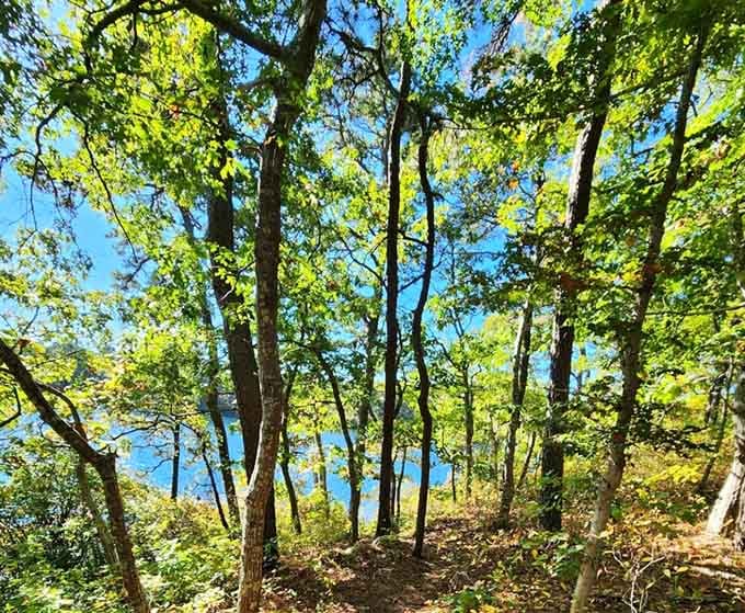 Trees frame the water views with the kind of natural composition that makes amateur photographers look professional.