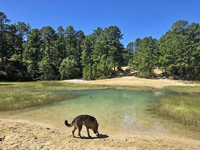 Your four-legged hiking buddy discovering what might be New Jersey's most photogenic swimming hole, no entry allowed.