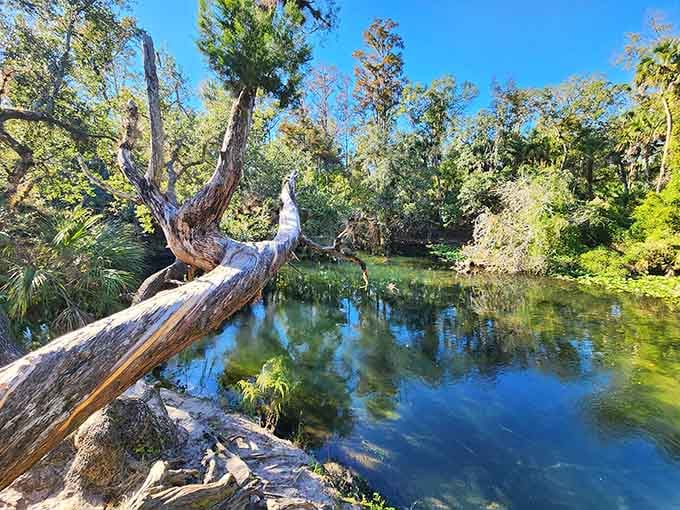 A gnarled tree reaches dramatically over crystalline water, posing like it knows exactly how photogenic it is.