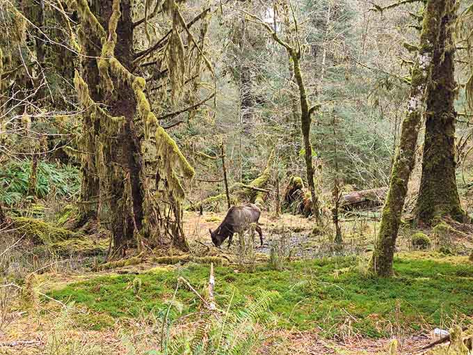 A Roosevelt elk grazes peacefully among the mossy trees, completely unbothered by your presence and honestly a little inspiring.