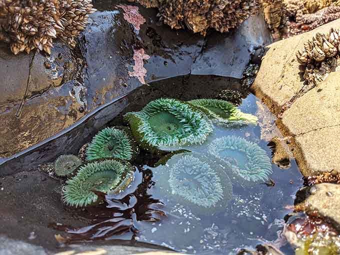 These emerald anemones tucked in rocky pools look like underwater flowers, creating miniature gardens the ocean tends with every tide.